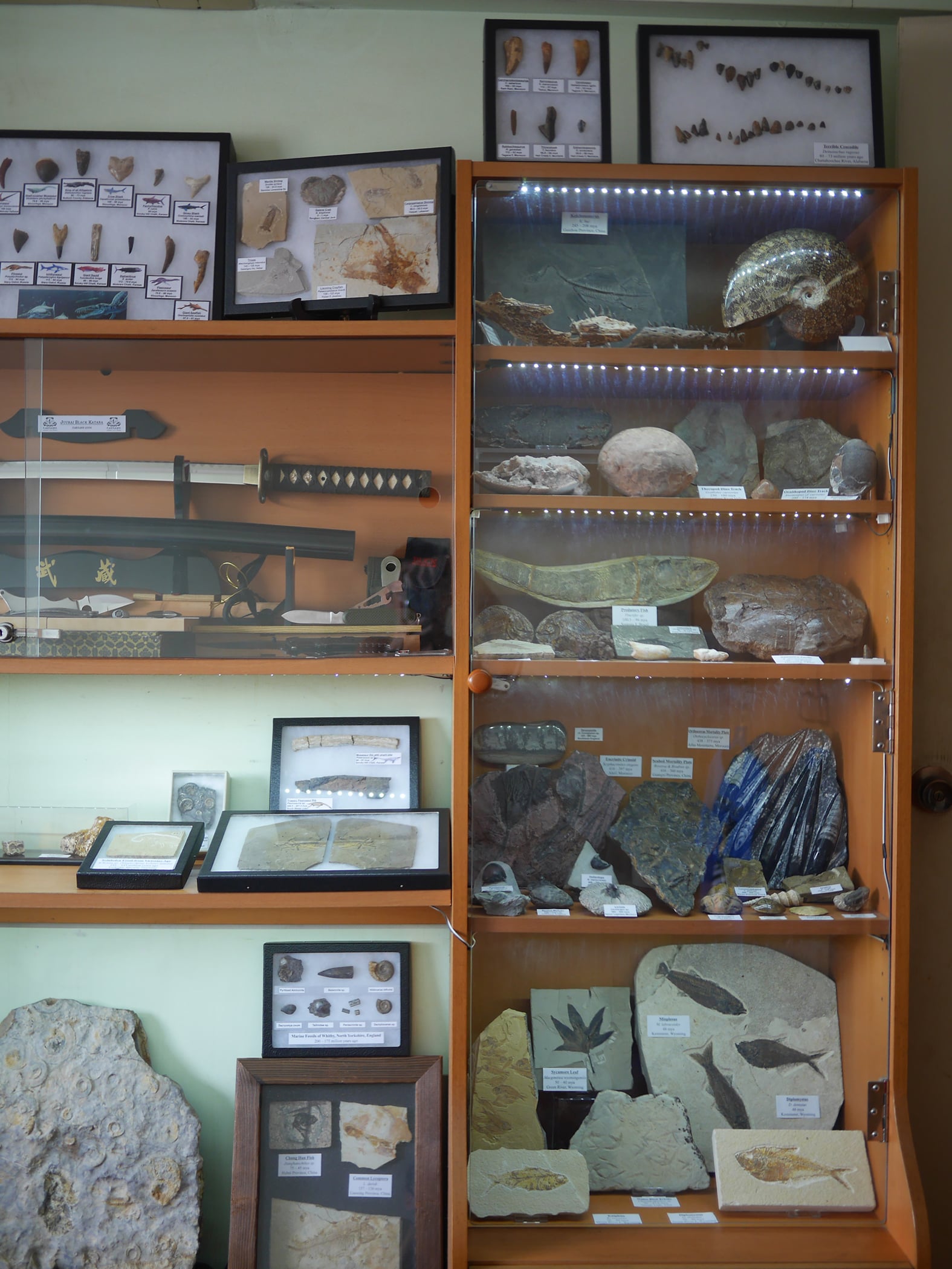 Best options for displaying fossils - Questions & Answers - The Fossil ...
