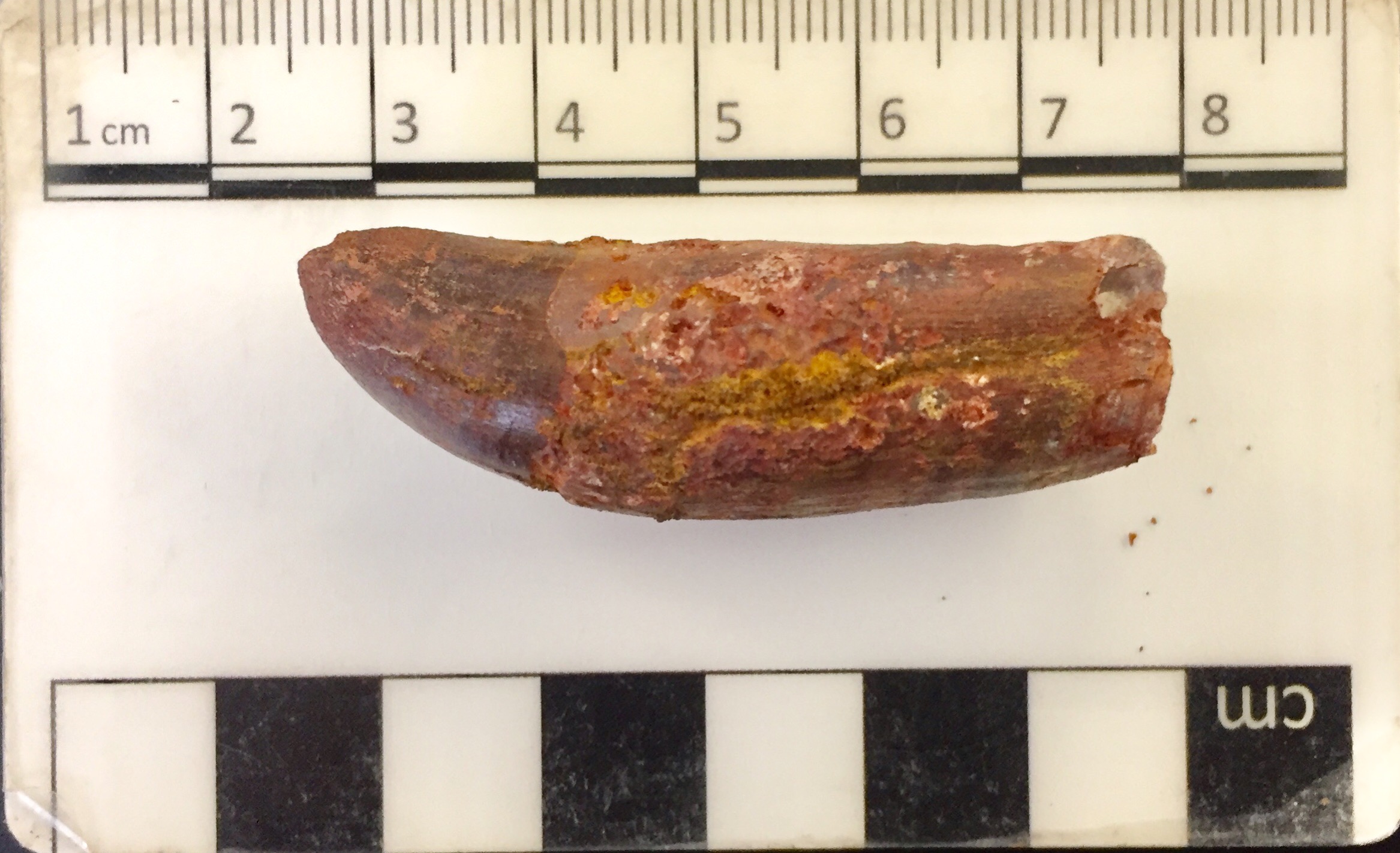 Croc tooth (?) ID - Fossil ID - The Fossil Forum