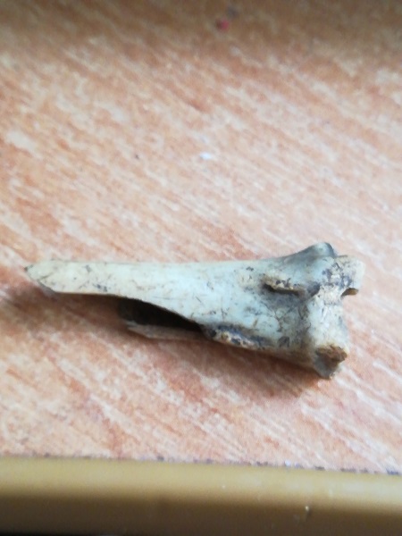 bird bone fossil in cave? - Fossil ID - The Fossil Forum