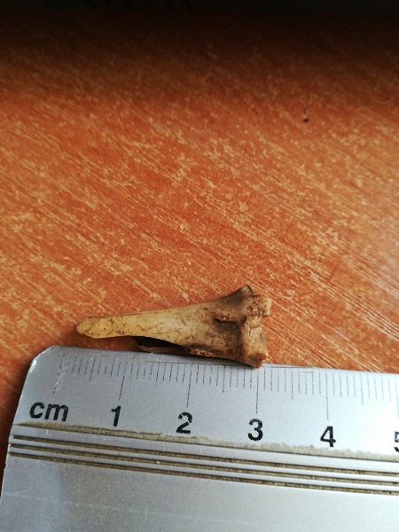bird bone fossil in cave? - Fossil ID - The Fossil Forum