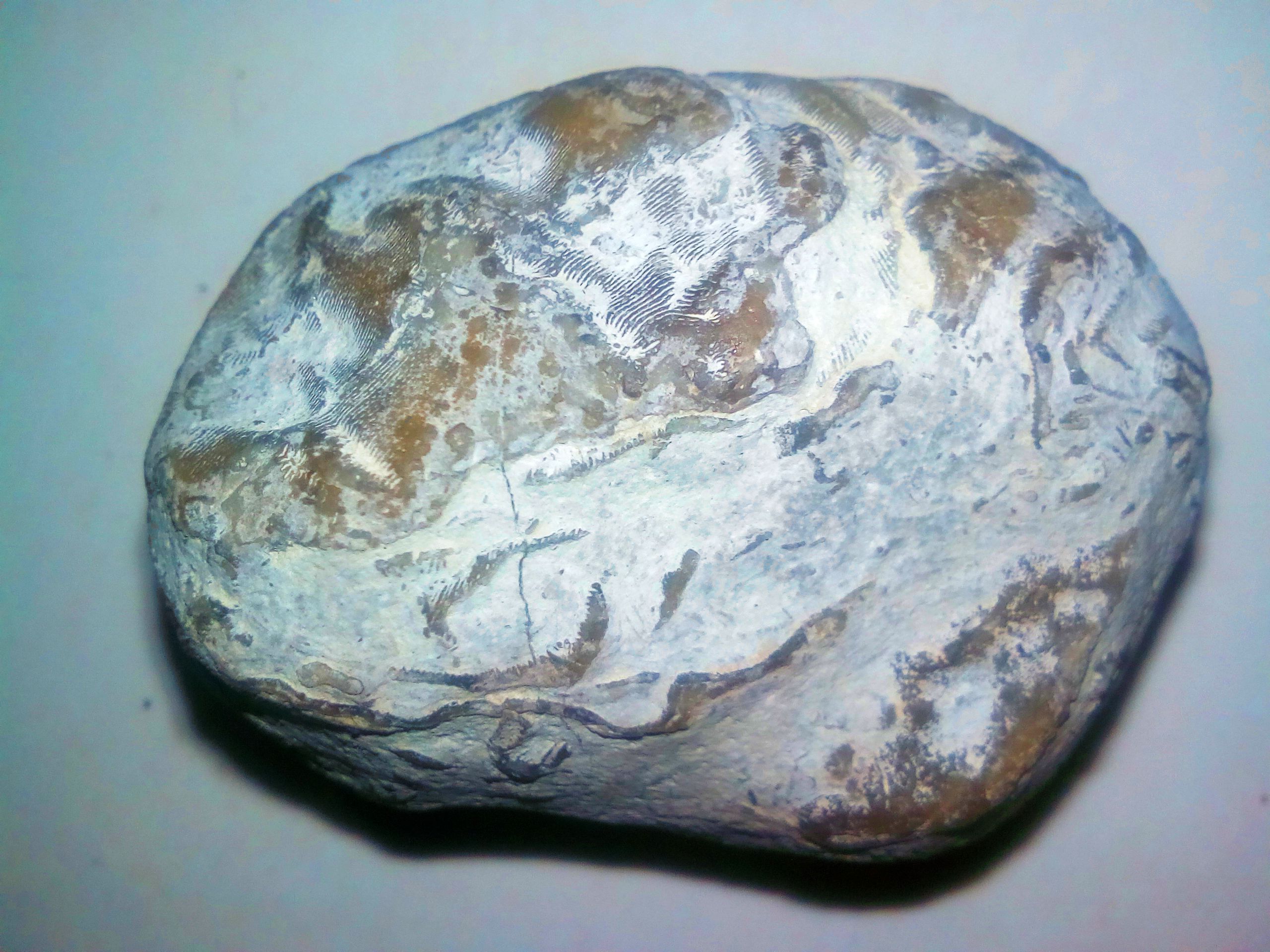 Egg Fossil? - Fossil ID - The Fossil Forum