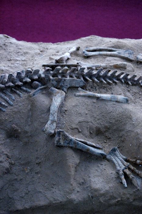 Psittacosaurus - Is It Real? How to Recognize Fossil Fabrications - The ...