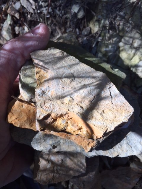 Dug Gap Battle Road, Dalton GA : Road cut - Fossil Hunting Trips - The ...