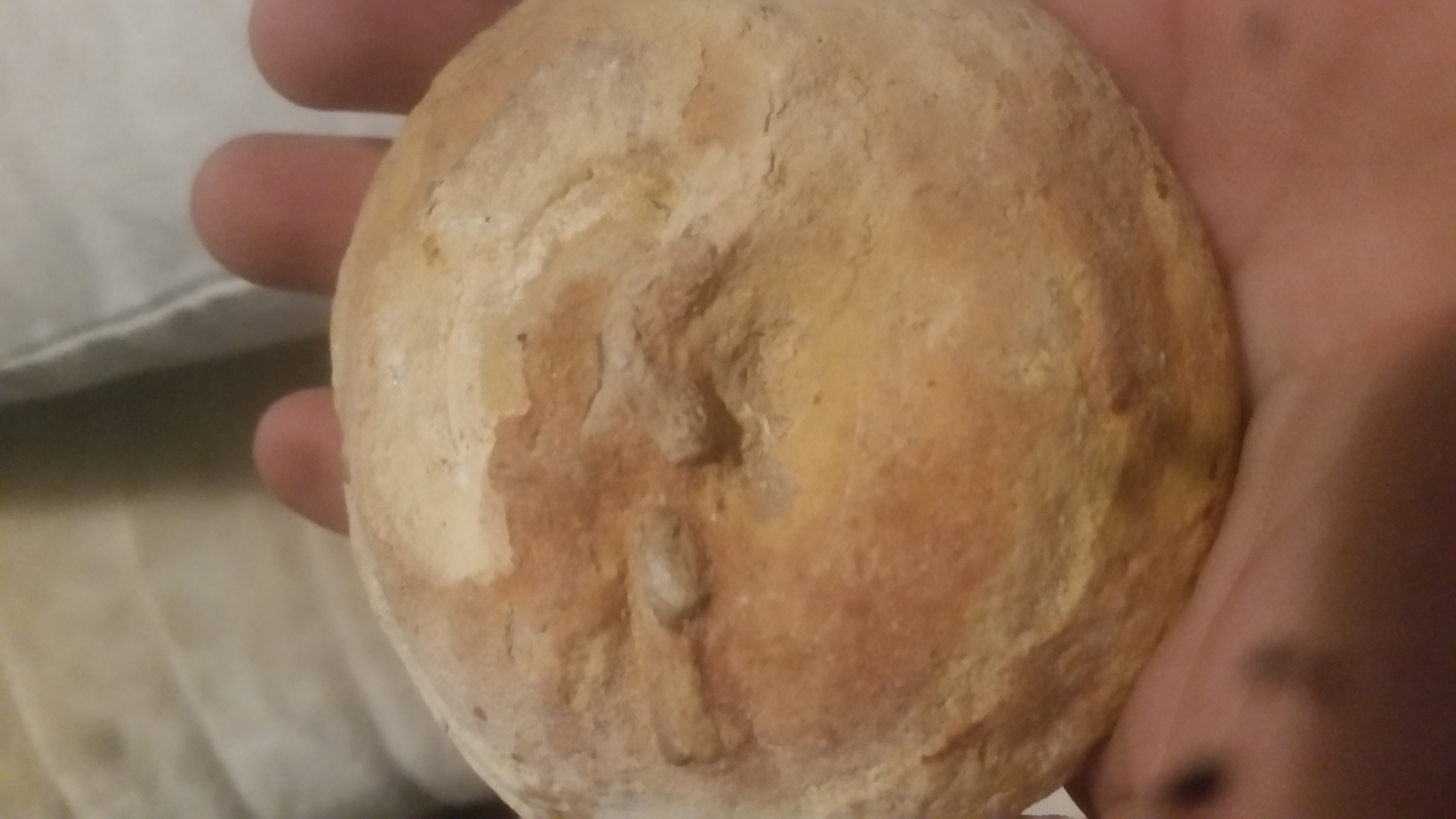 What is this, Please? - Fossil ID - The Fossil Forum