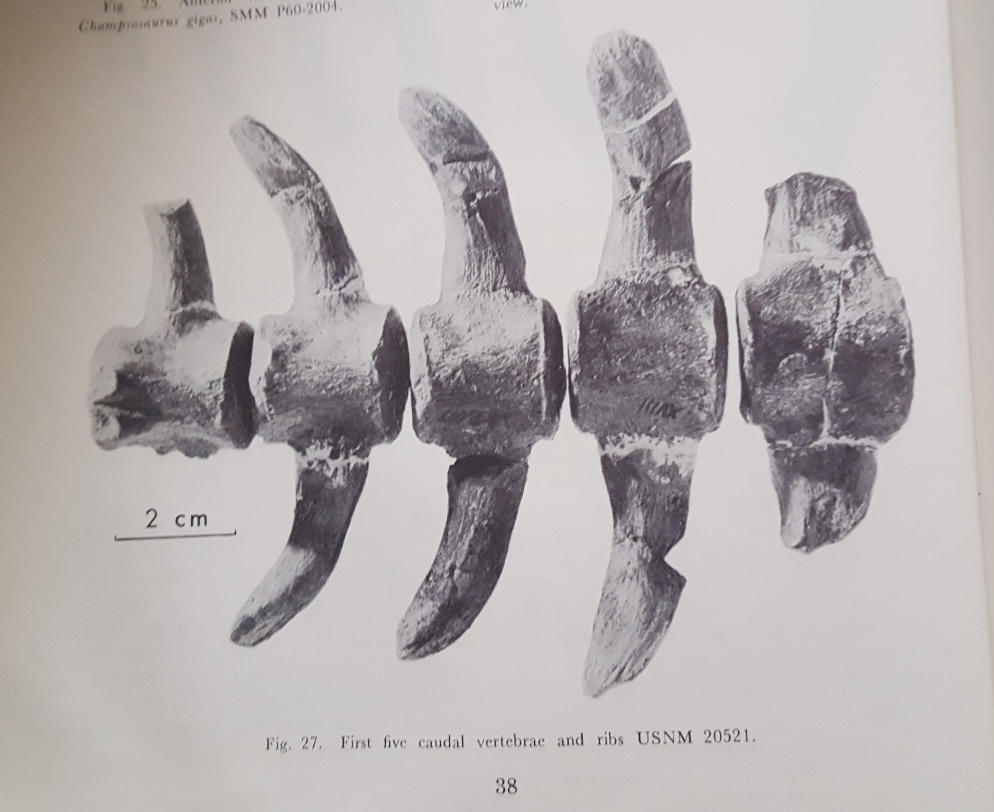 Champsosaurus vertebra - Hell Creek Formation - Fossil ID - The Fossil ...