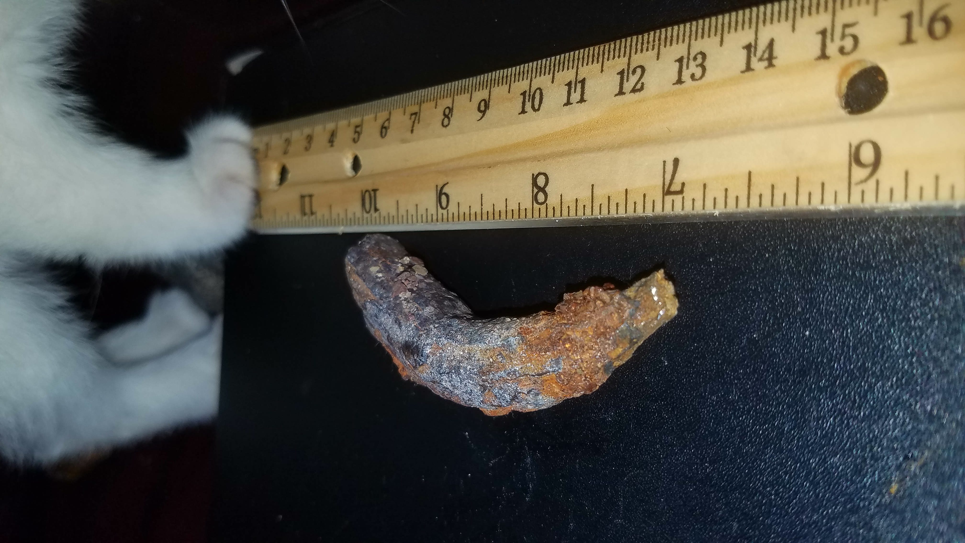Rib bone? Iron fence? - Fossil ID - The Fossil Forum
