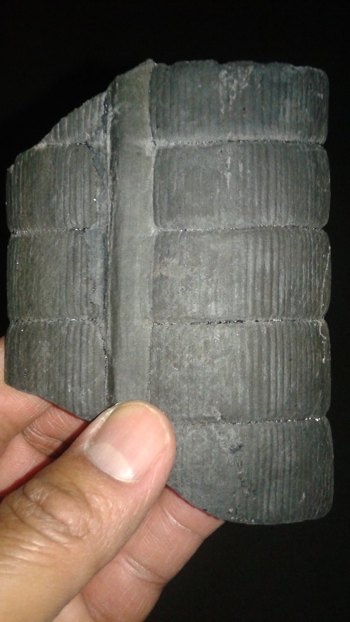 What Species of Calamite is this? - Fossil ID - The Fossil Forum