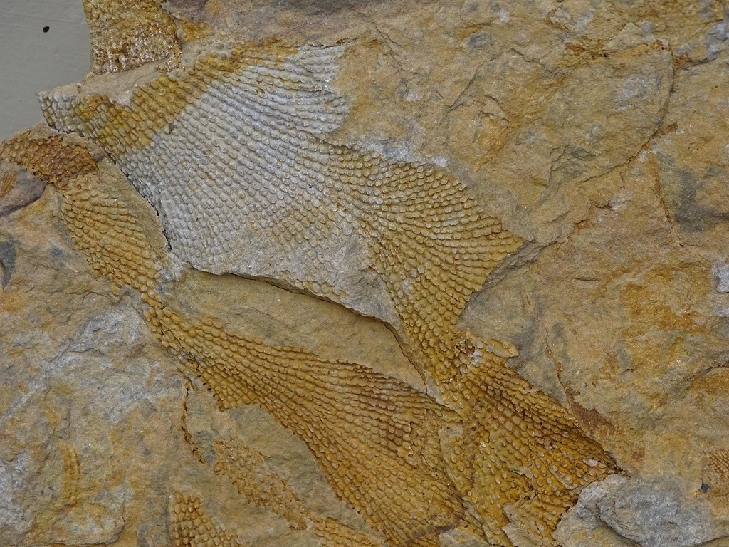 Anyone know what made this? - Fossil ID - The Fossil Forum