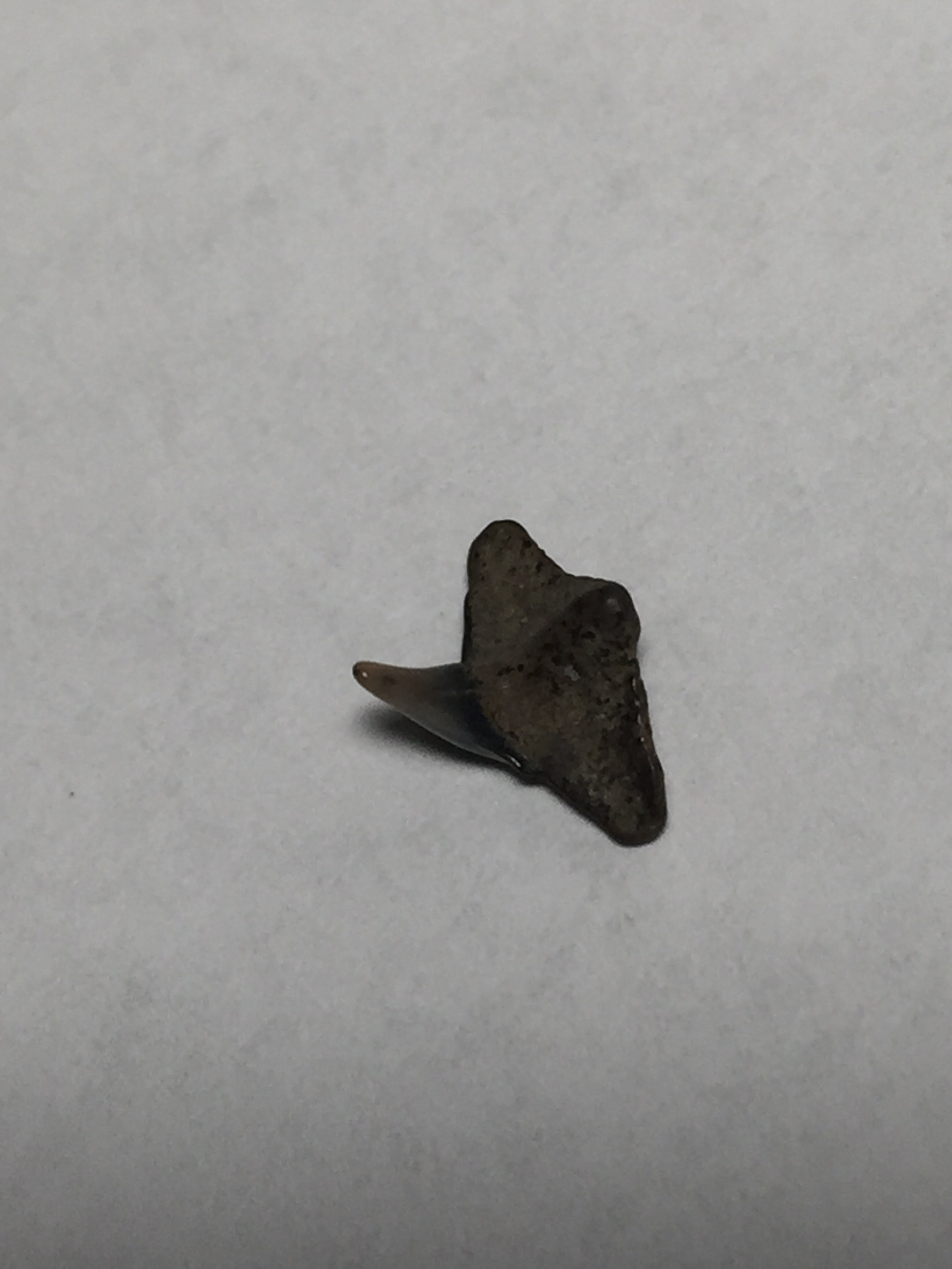Angel Shark Teeth! - Fossil Hunting Trips - The Fossil Forum