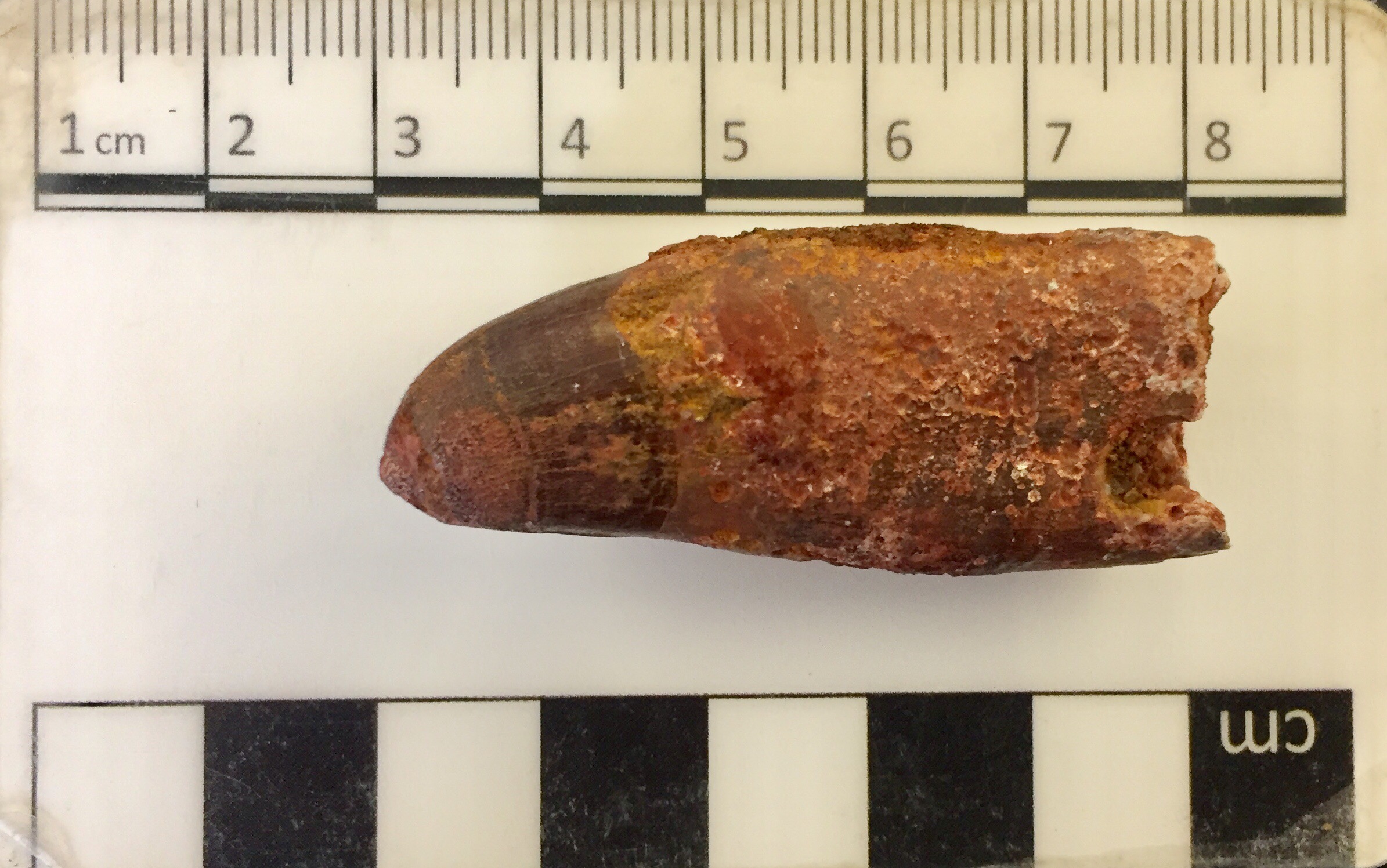 Croc tooth (?) ID - Fossil ID - The Fossil Forum