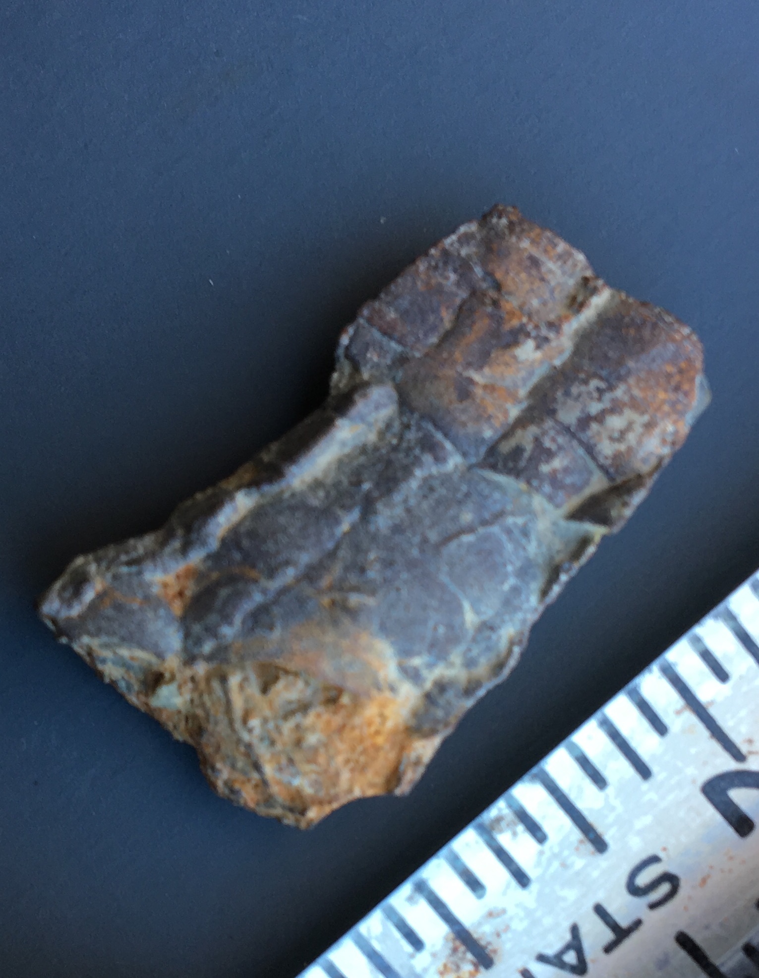 Body segment? - Fossil ID - The Fossil Forum