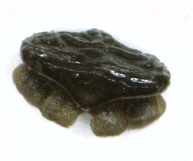 Microfossil photography - Micro-paleontology - The Fossil Forum