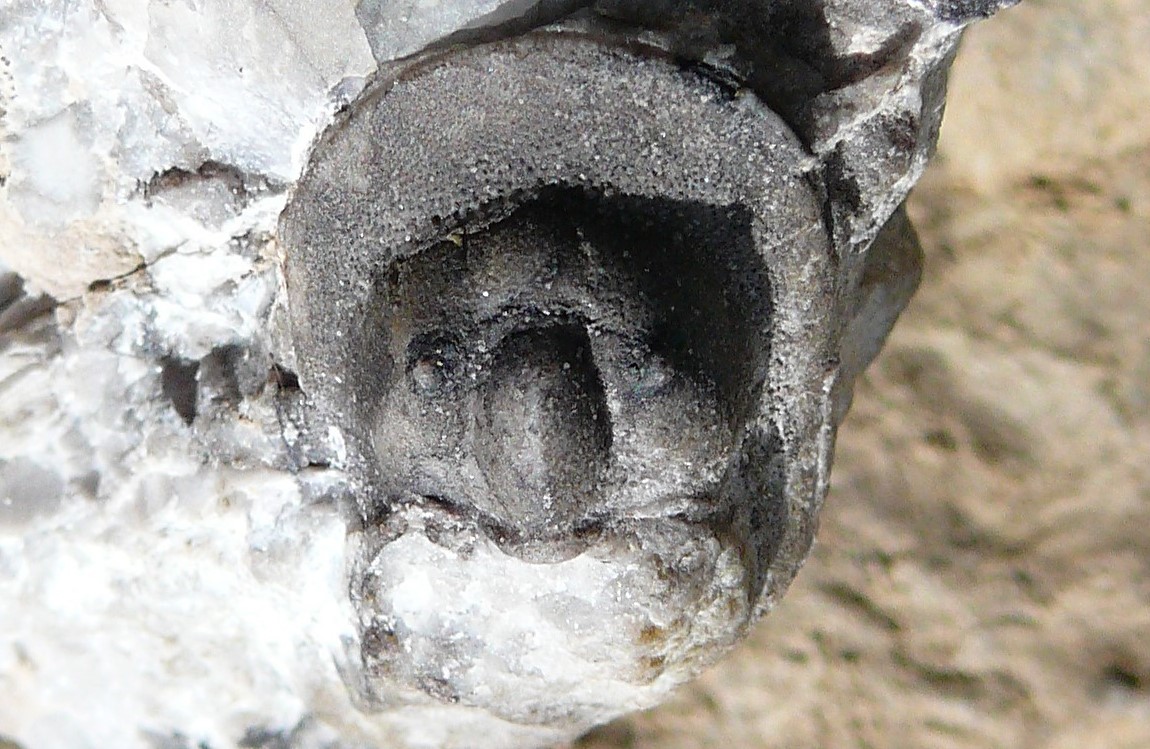Cephalon from Ogilvie Mtns. - Fossil ID - The Fossil Forum