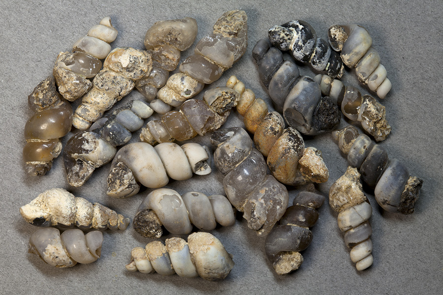 Wyoming Fossil Hunting Adventure--September 2017 - Fossil Hunting Trips ...