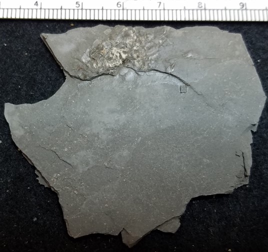 Coprolite - Fossil ID - The Fossil Forum