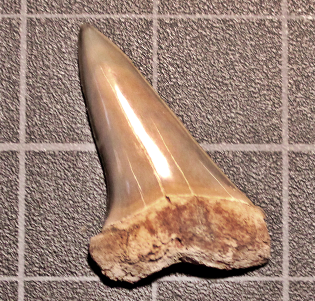 Carcharodon hastalis - Sharks & Rays - The Fossil Forum