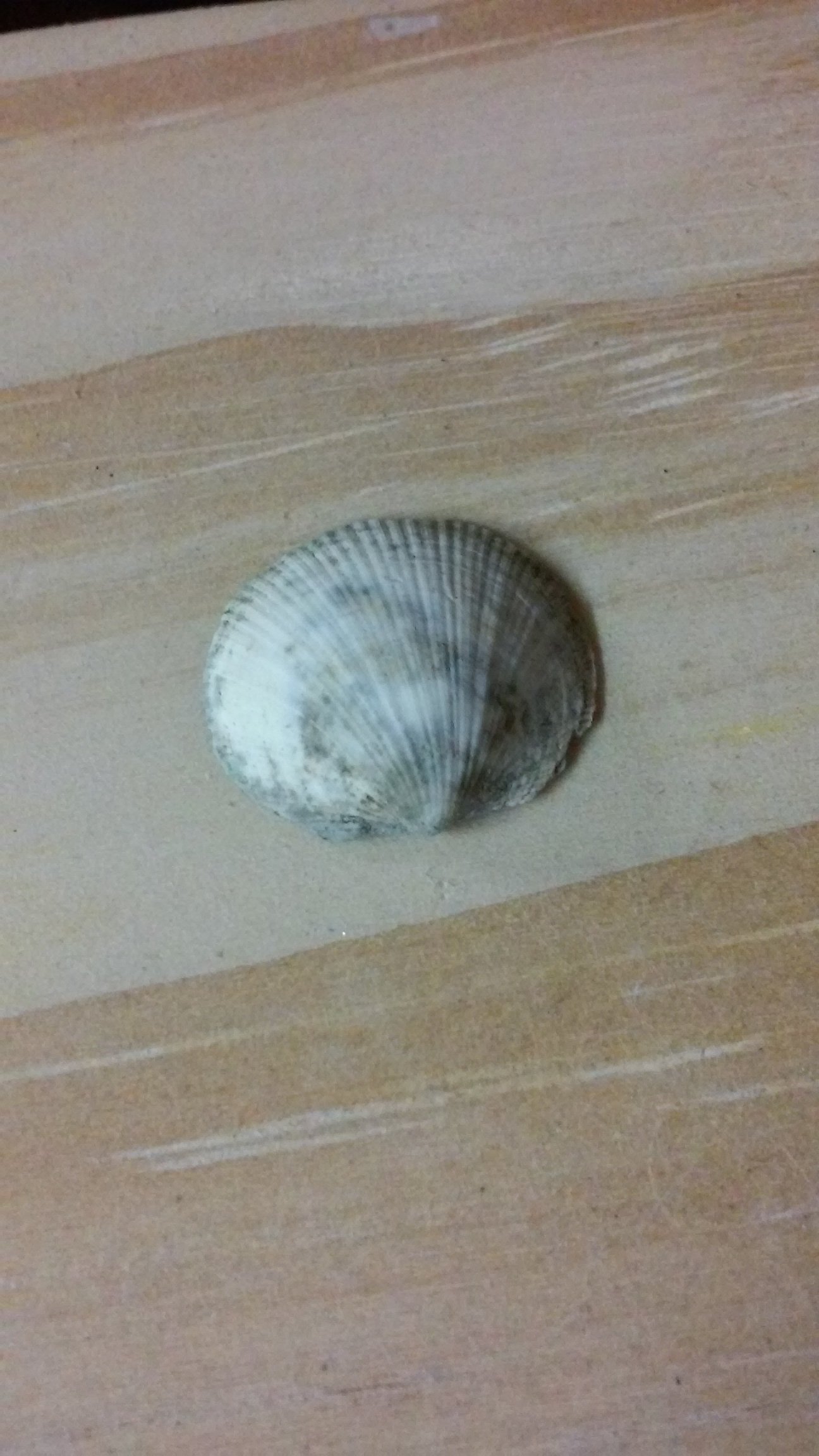 Wilmington, NC - Fossil Hunting Trips - The Fossil Forum