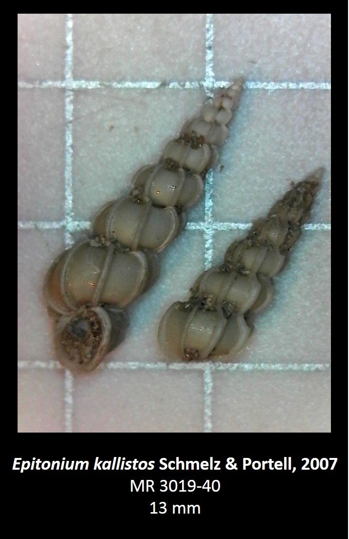 Epitonium kallistos - Gastropods - The Fossil Forum