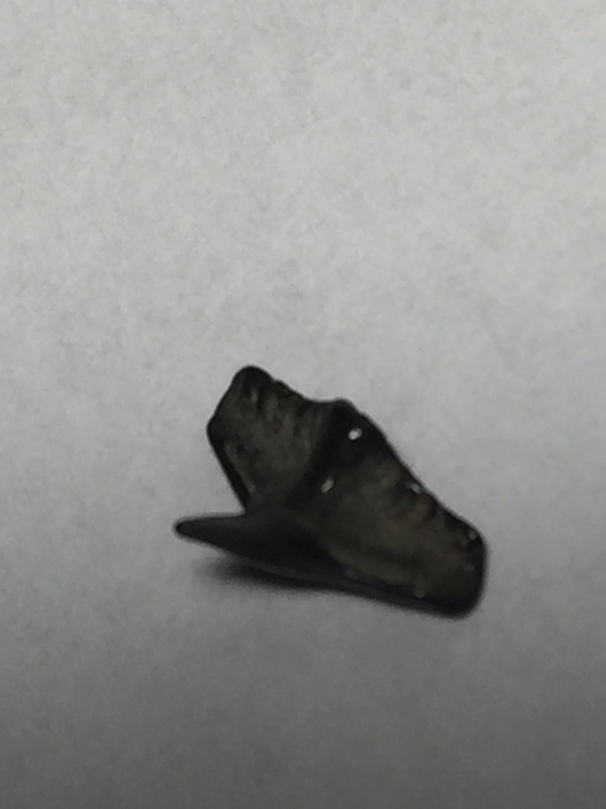 Angel Shark Teeth! - Fossil Hunting Trips - The Fossil Forum