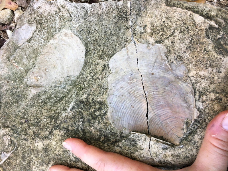 Ammonite aptychus? - Fossil ID - The Fossil Forum