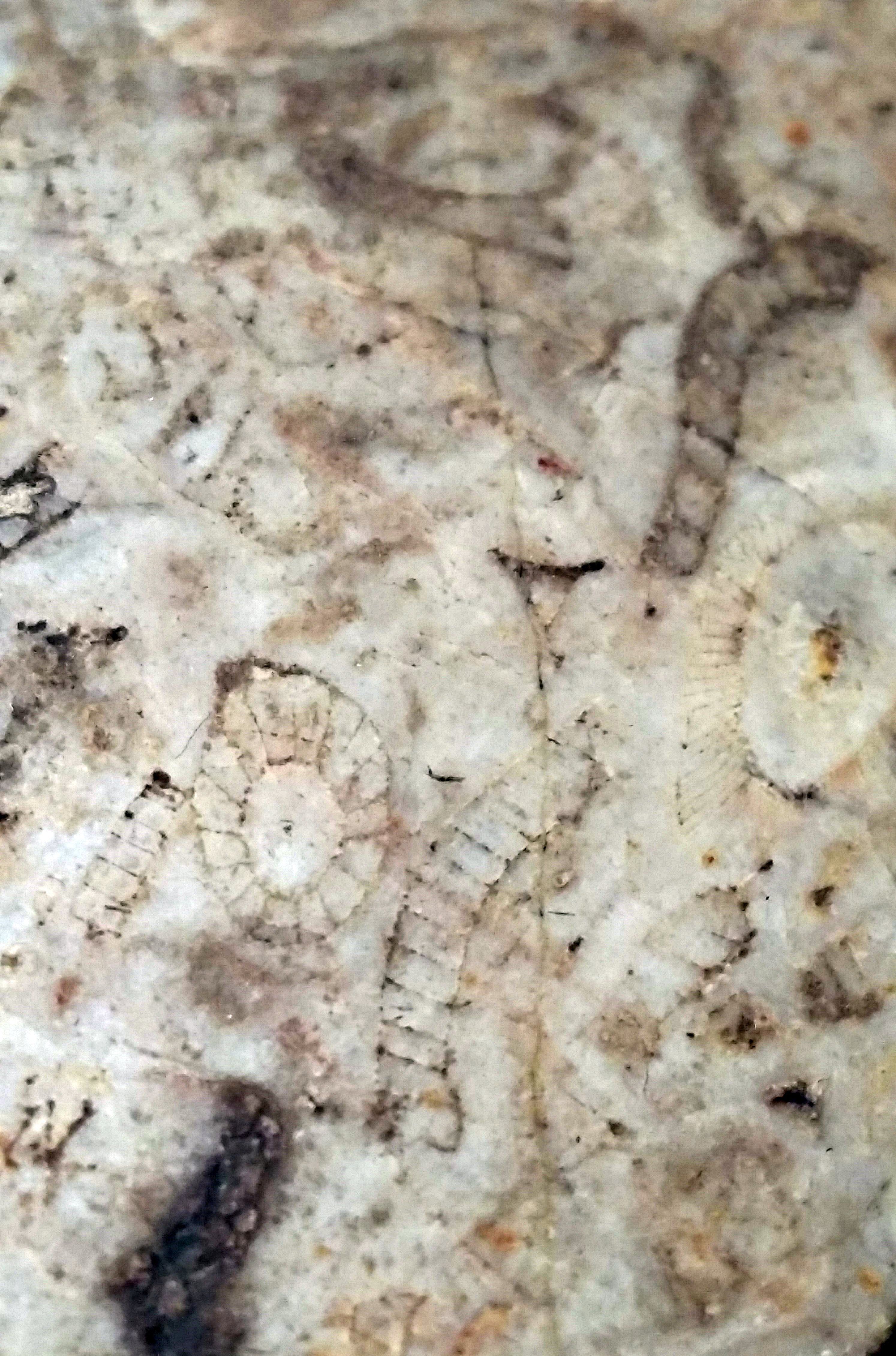 Archaeocyathid - Other Invertebrates - The Fossil Forum