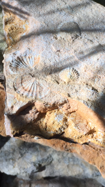 Dug Gap Battle Road, Dalton GA : Road cut - Fossil Hunting Trips - The ...