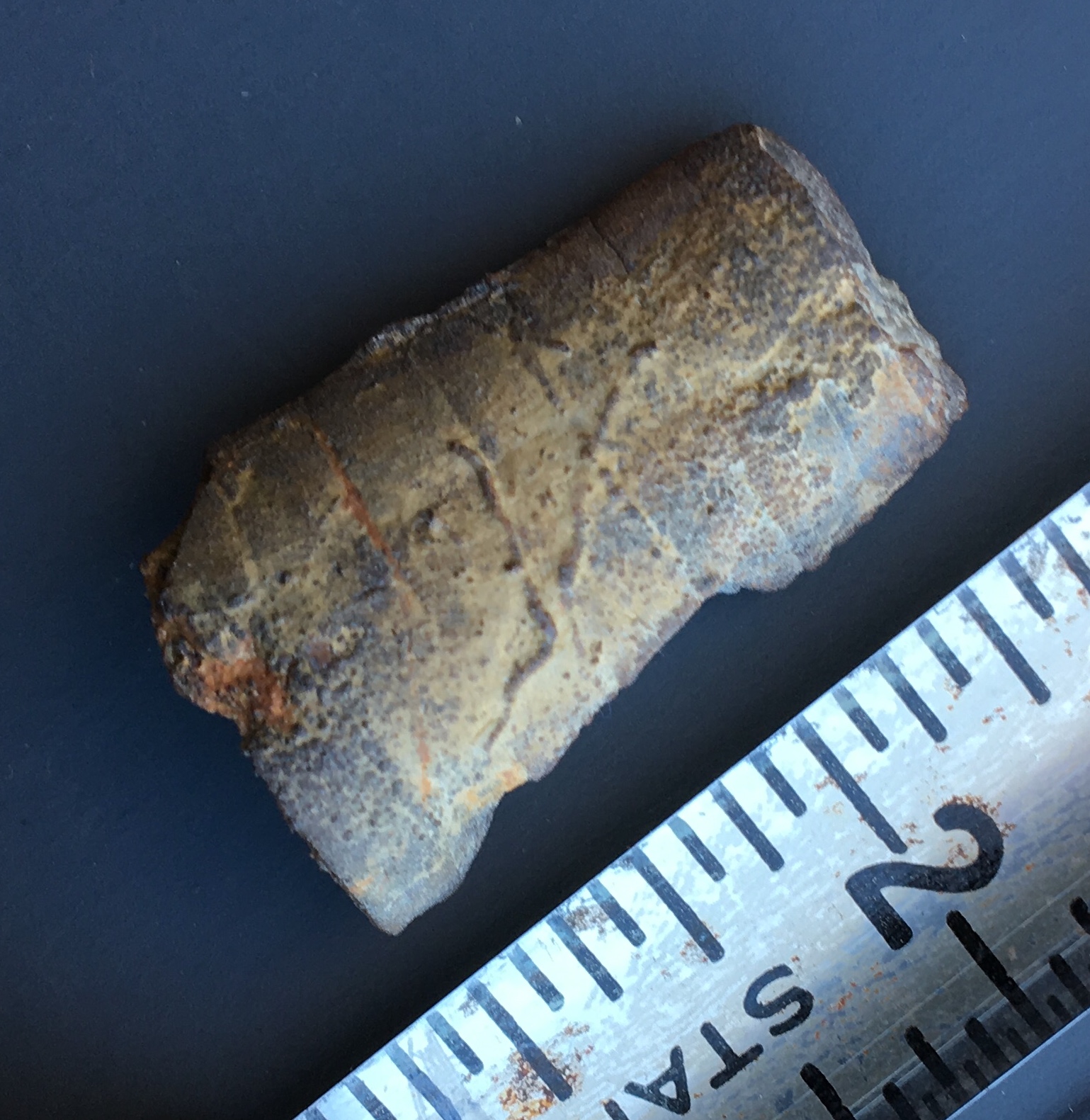 Body segment? - Fossil ID - The Fossil Forum