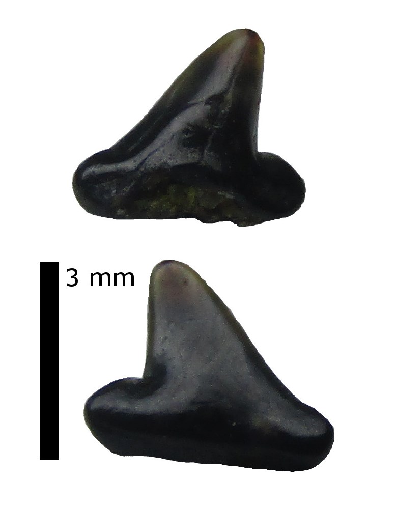 Shark teeth unidentified - Fossil ID - The Fossil Forum