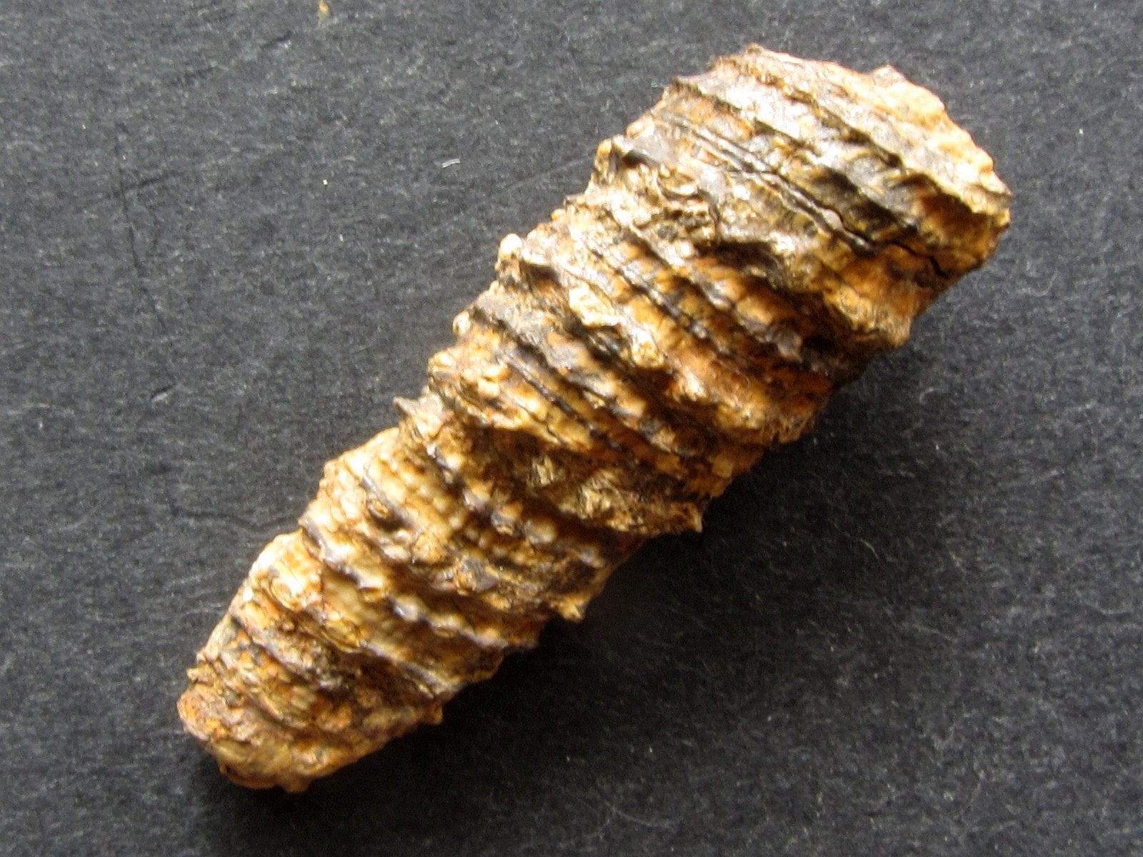 Cerithium sp. - Gastropods - The Fossil Forum