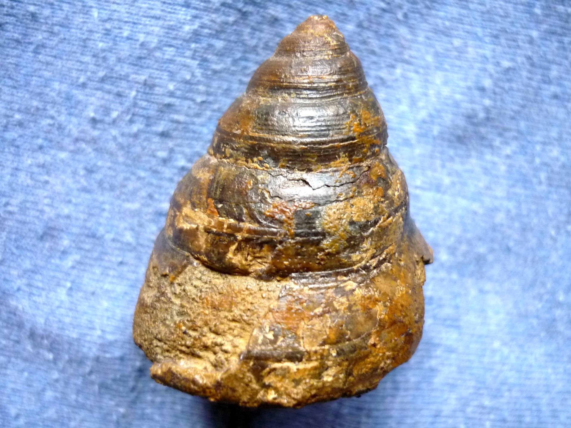 Bathrotomaria amyntas - Gastropods - The Fossil Forum