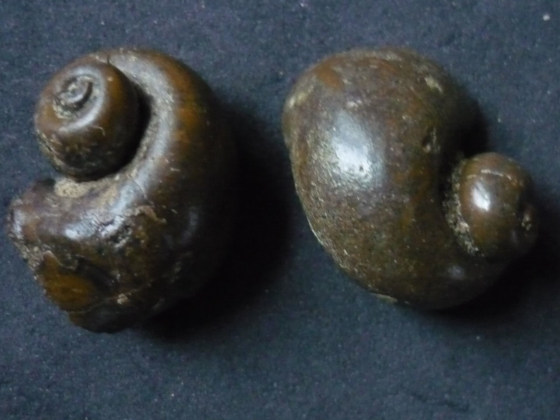 Ampullina (Globularia) sigaretina - Gastropods - The Fossil Forum
