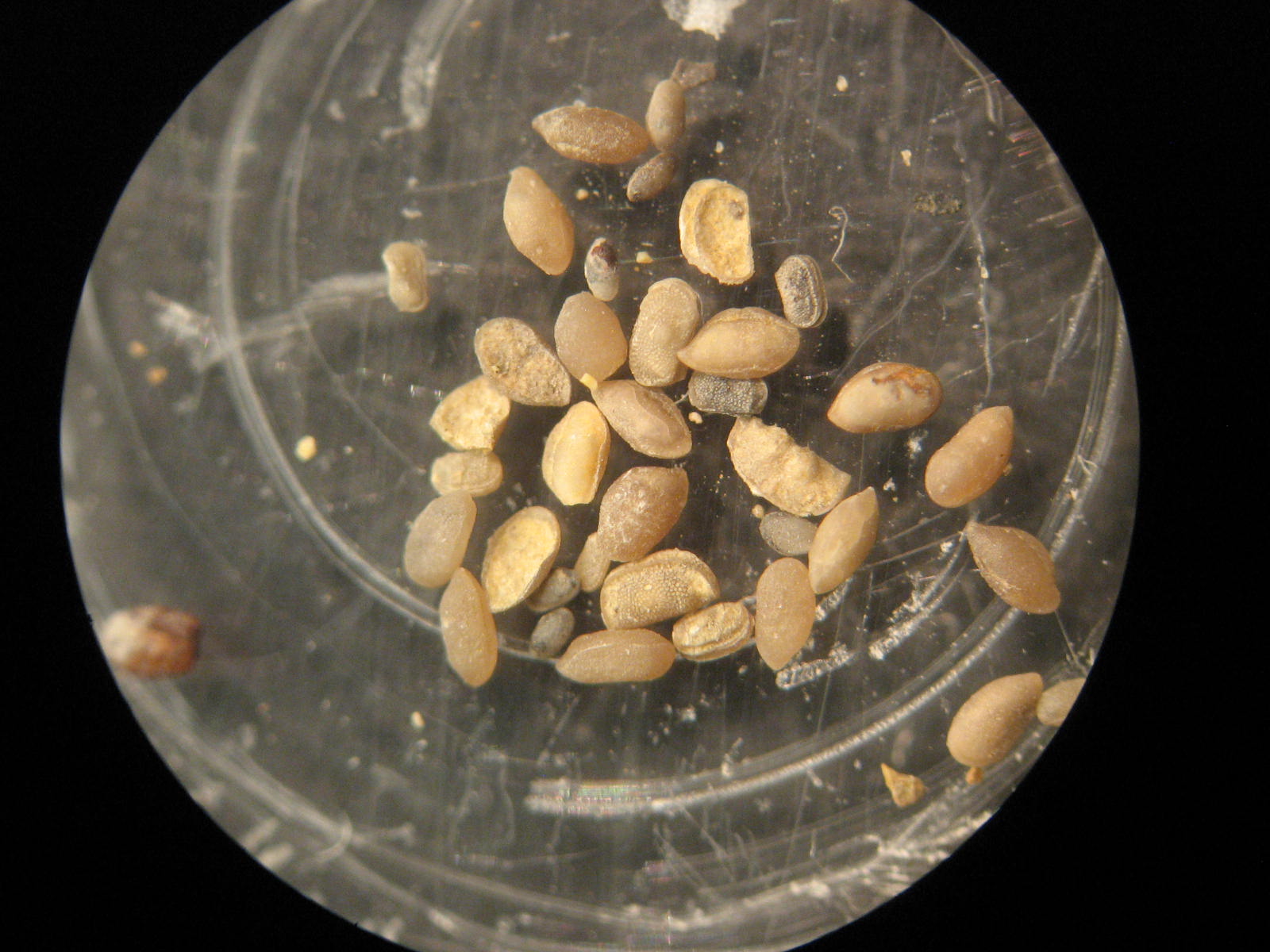 What magnification range for microfossils? - Micro-paleontology - The ...