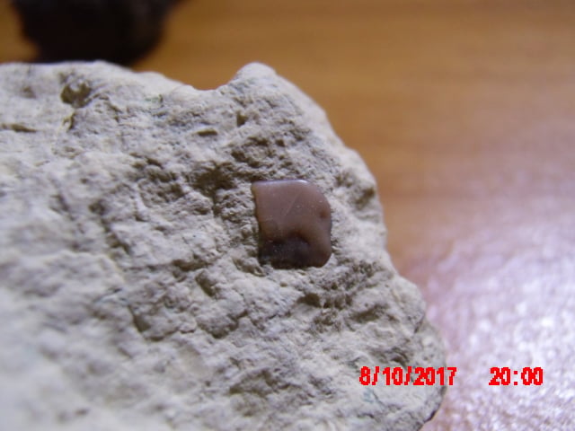 Triassic fossil Fish scale - Fossil ID - The Fossil Forum