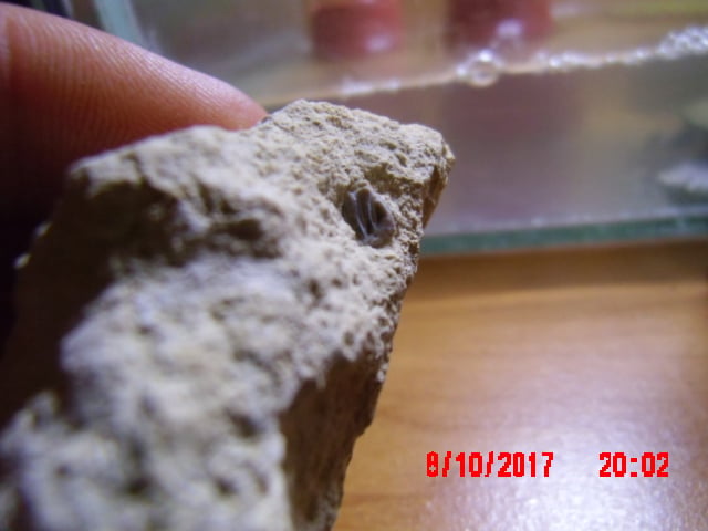 Triassic fossil Fish scale - Fossil ID - The Fossil Forum