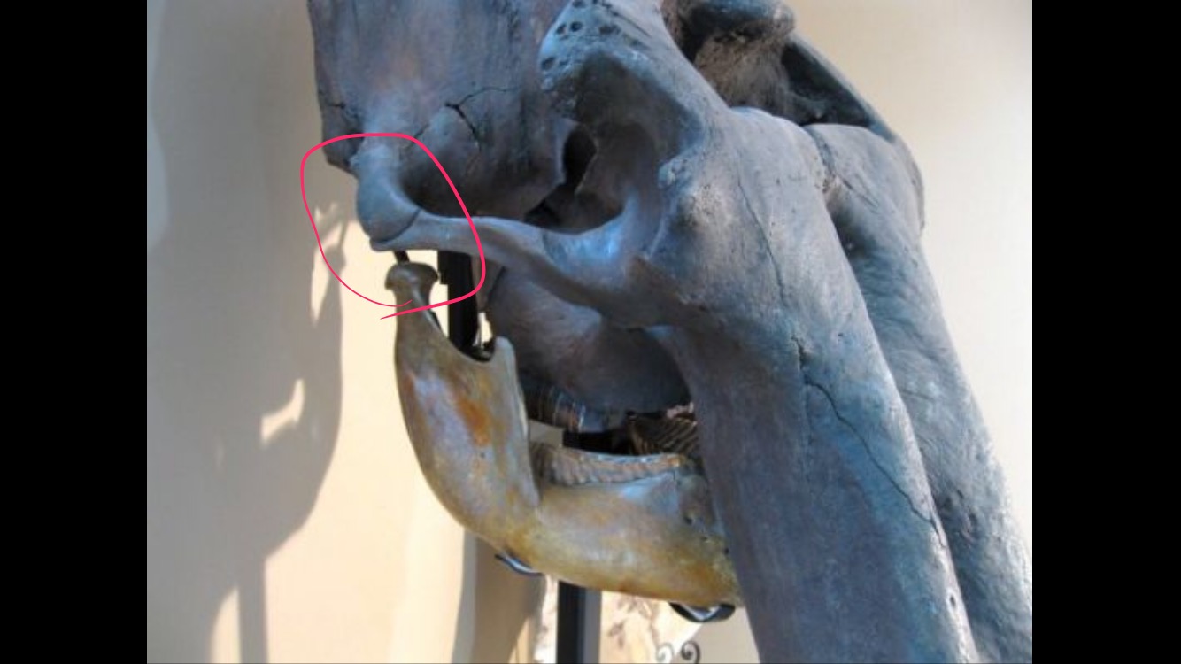 Oddly shaped mammal bone - Fossil ID - The Fossil Forum