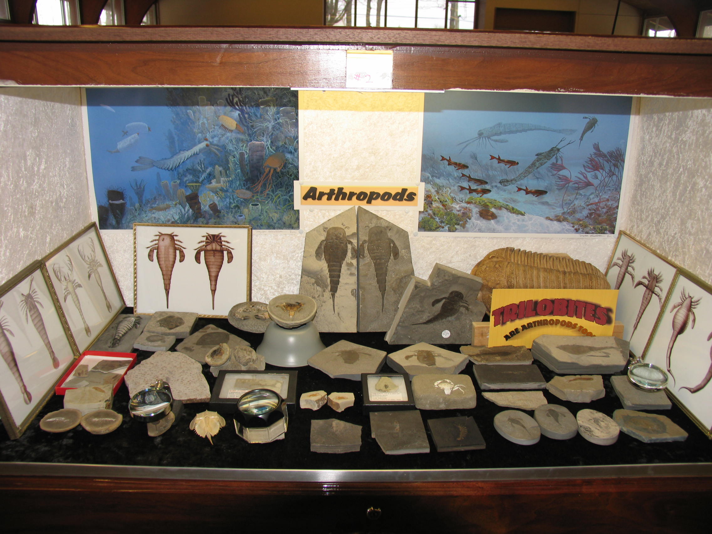Custom Curating Your Collection Labels - General Fossil Discussion ...