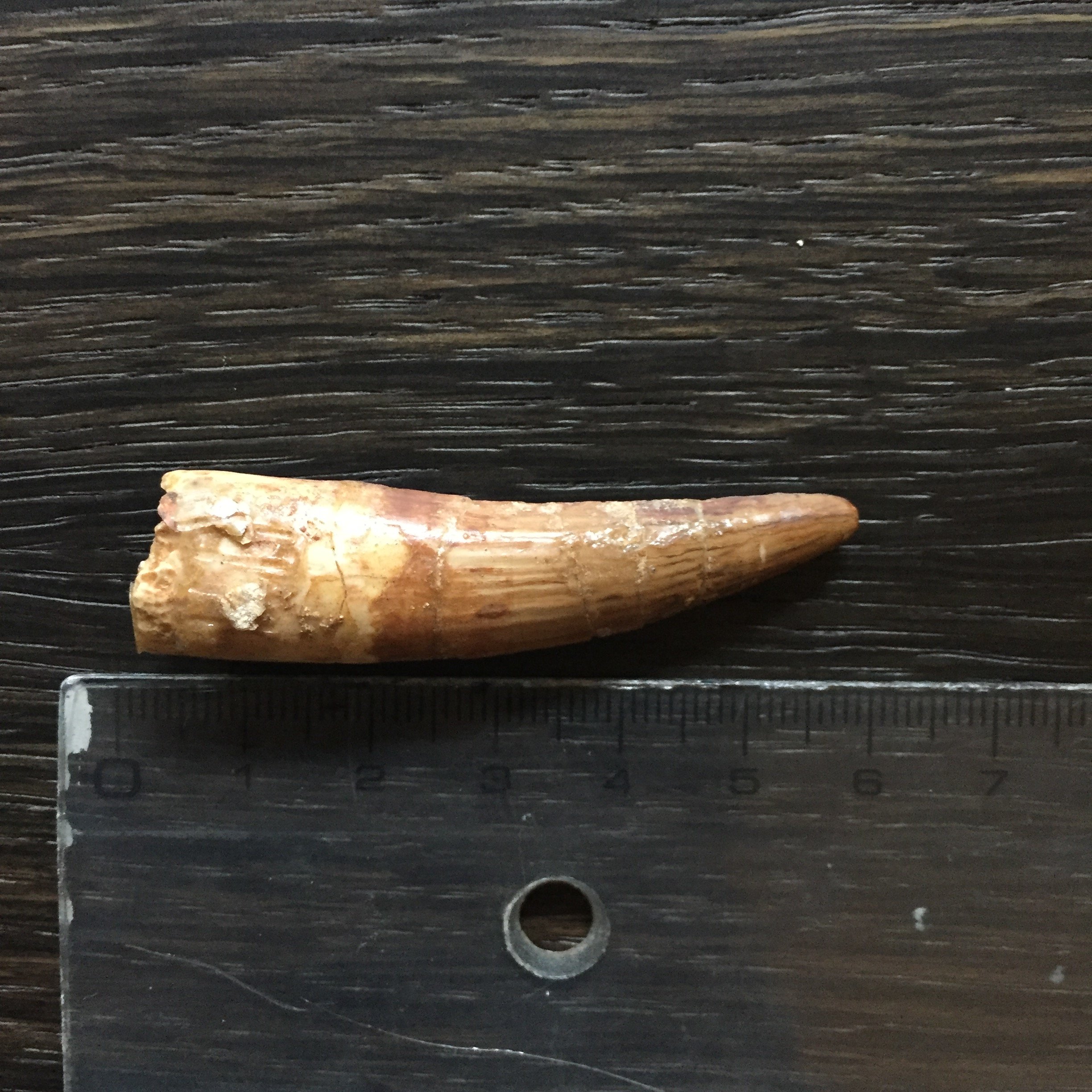 4 Moroccan teeth - Fossil ID - The Fossil Forum