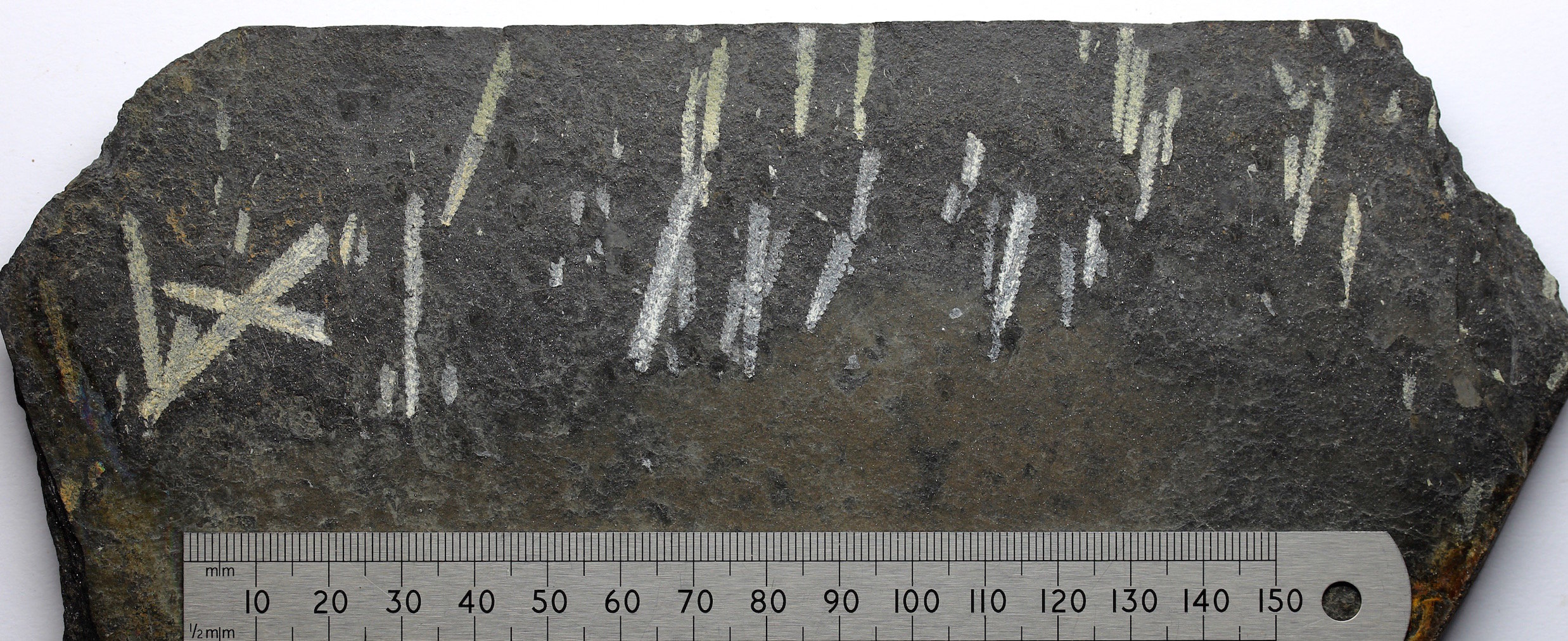 Orthograptus calcaratus - Graptolites - The Fossil Forum