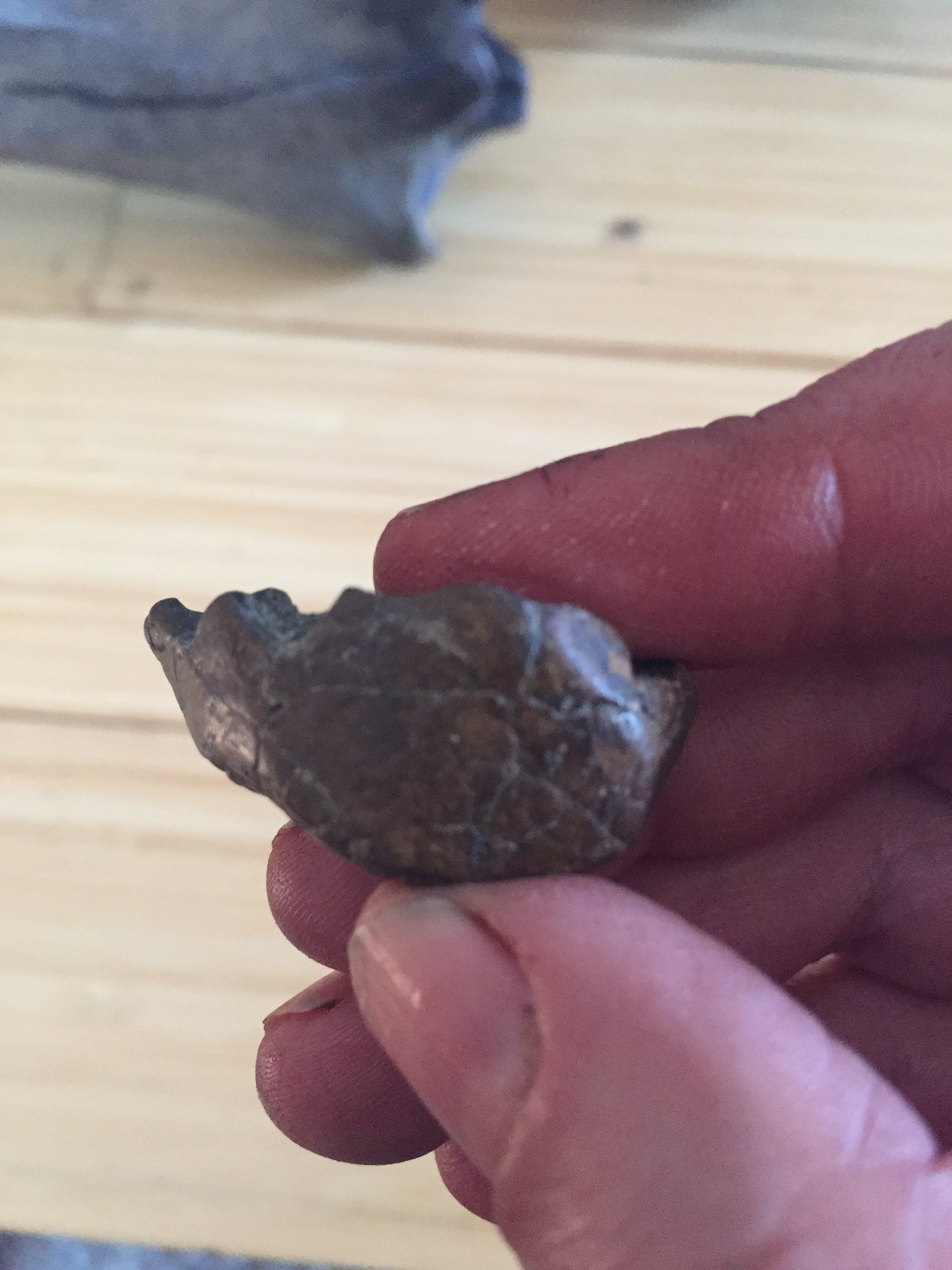 Tree nut - Fossil ID - The Fossil Forum