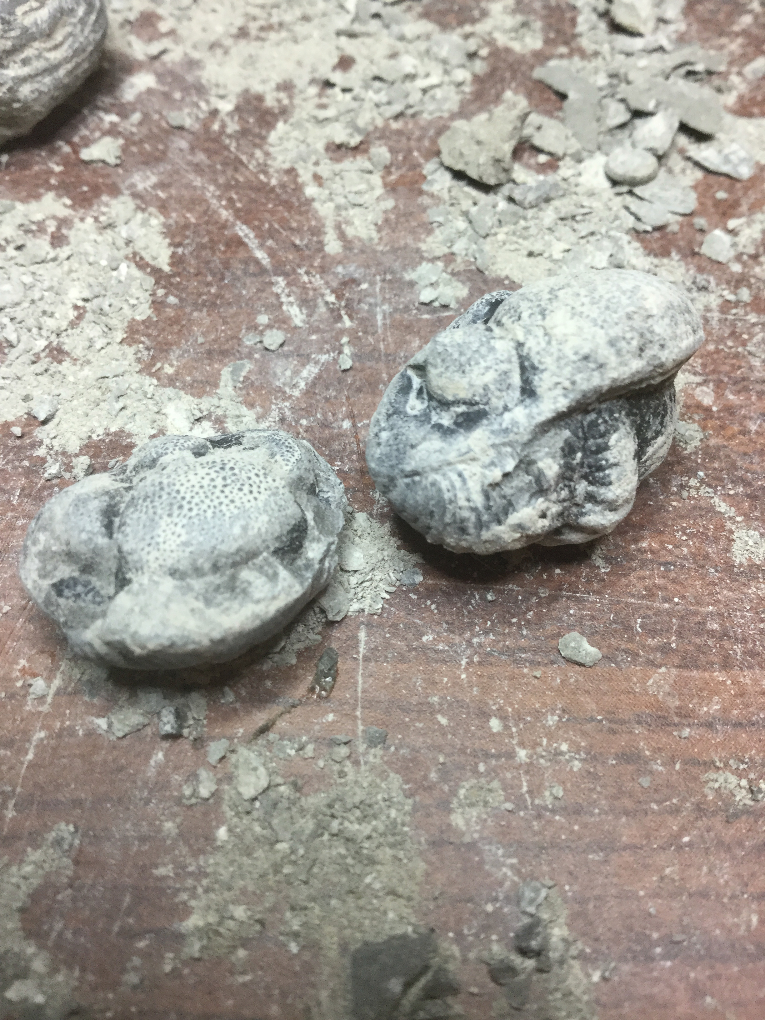 A First Prep Start to Finish - Fossil Preparation - The Fossil Forum