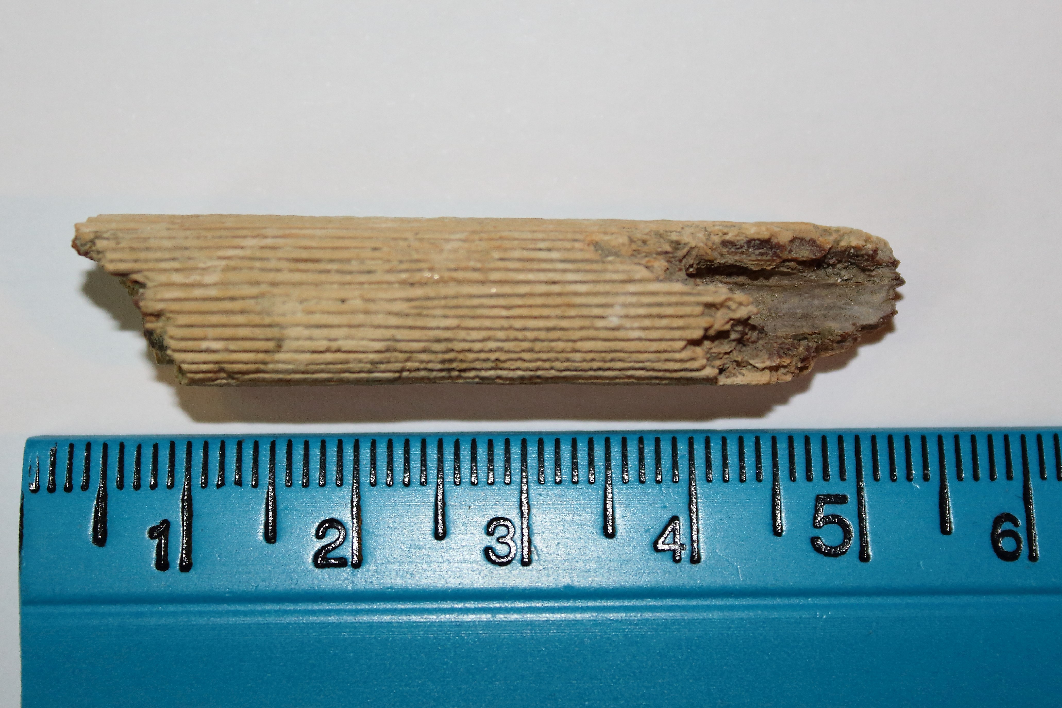 Bird bone from Aurora, NC? - Fossil ID - The Fossil Forum
