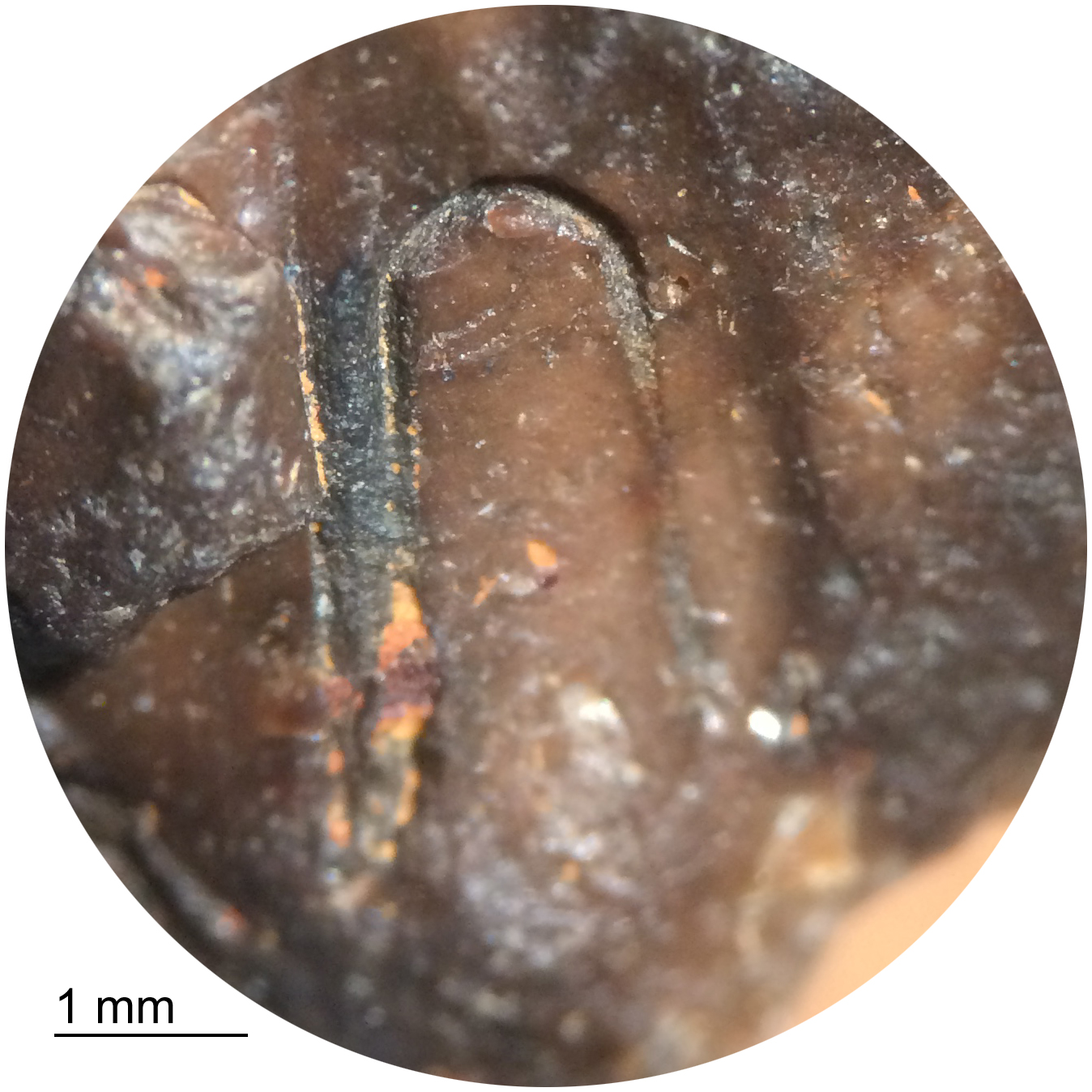 Calvert Coprolite with Possible Ray Tooth Plate Trace - Fossil ID - The ...