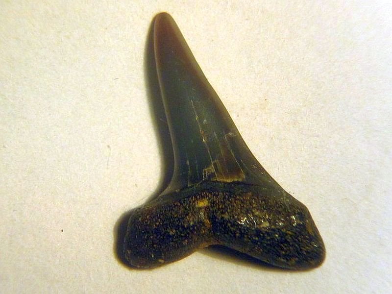 Isurus oxyrinchus - Sharks & Rays - The Fossil Forum