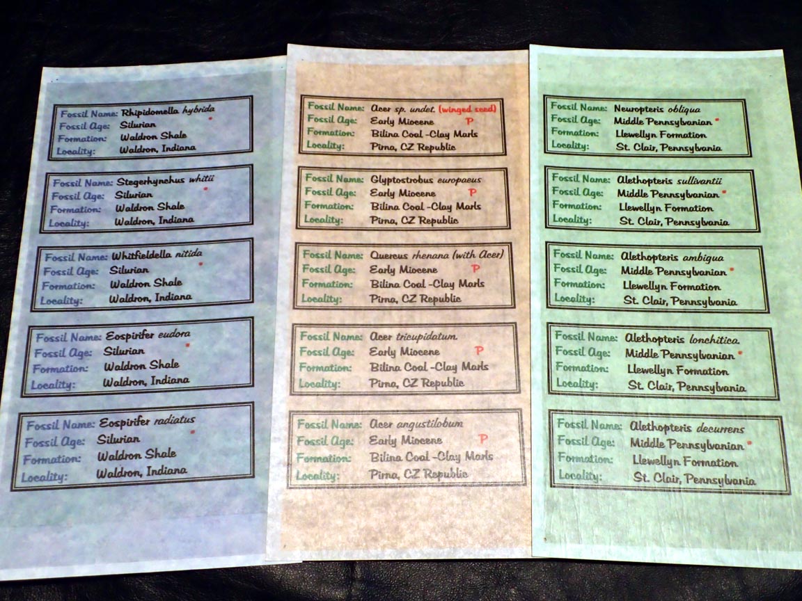Custom Curating Your Collection Labels - General Fossil Discussion ...