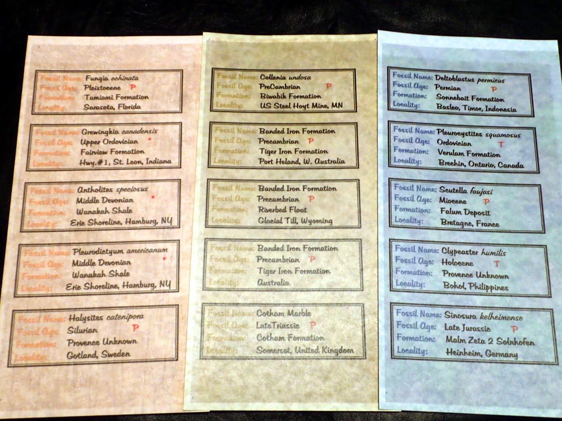 Custom Curating Your Collection Labels - General Fossil Discussion ...