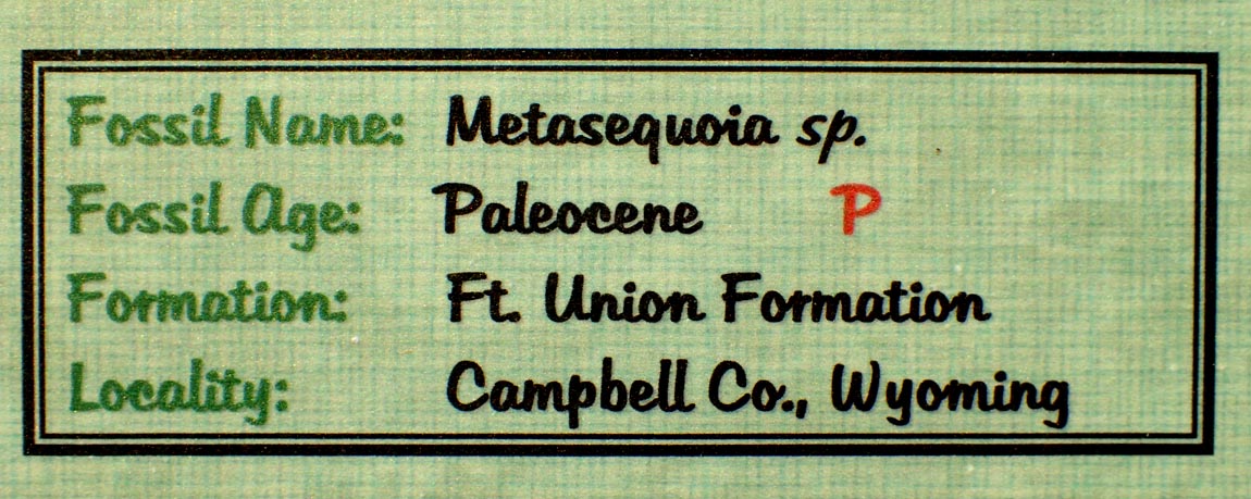Custom Curating Your Collection Labels - General Fossil Discussion ...