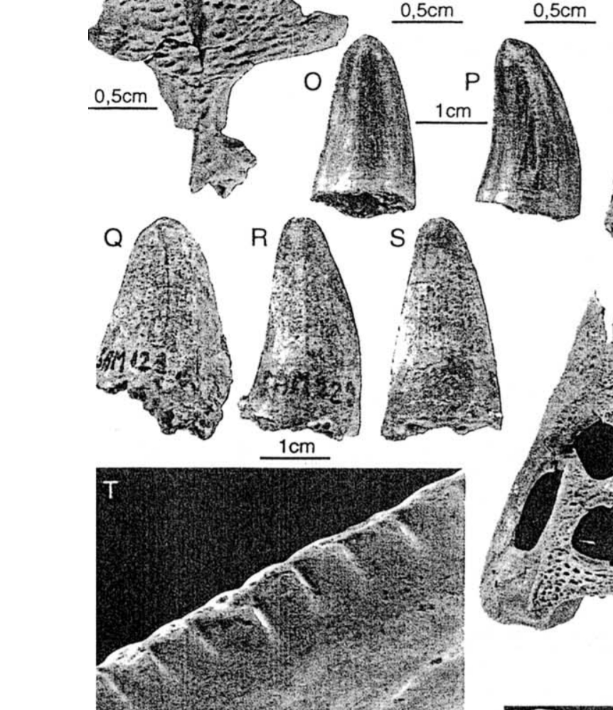 Croc tooth (?) ID - Fossil ID - The Fossil Forum