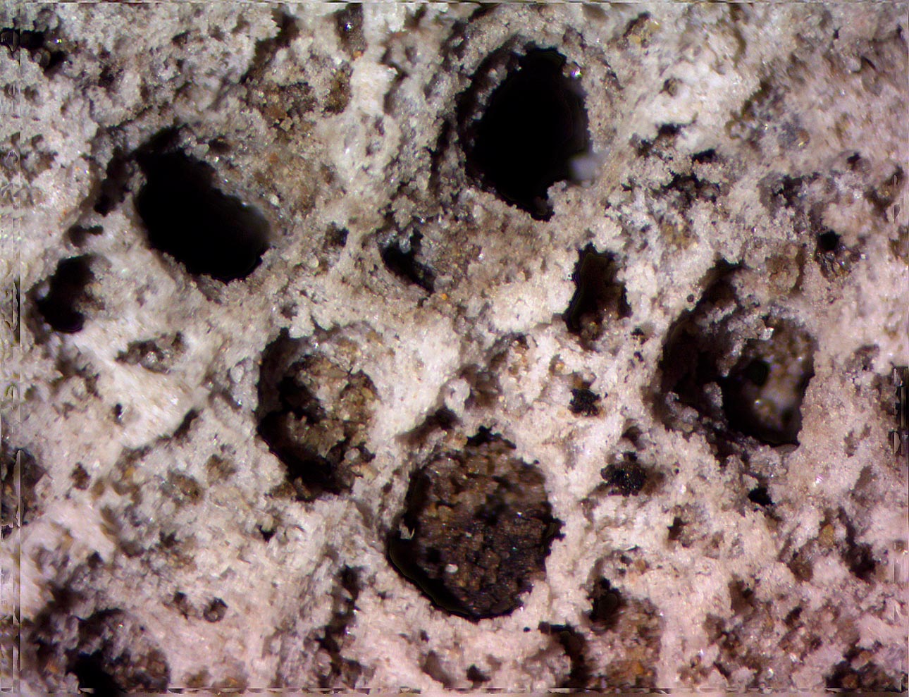 A fossil sponge from the Permian Fort Apache Limestone - General Fossil ...