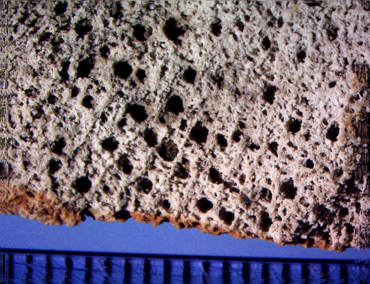 A fossil sponge from the Permian Fort Apache Limestone - General Fossil ...
