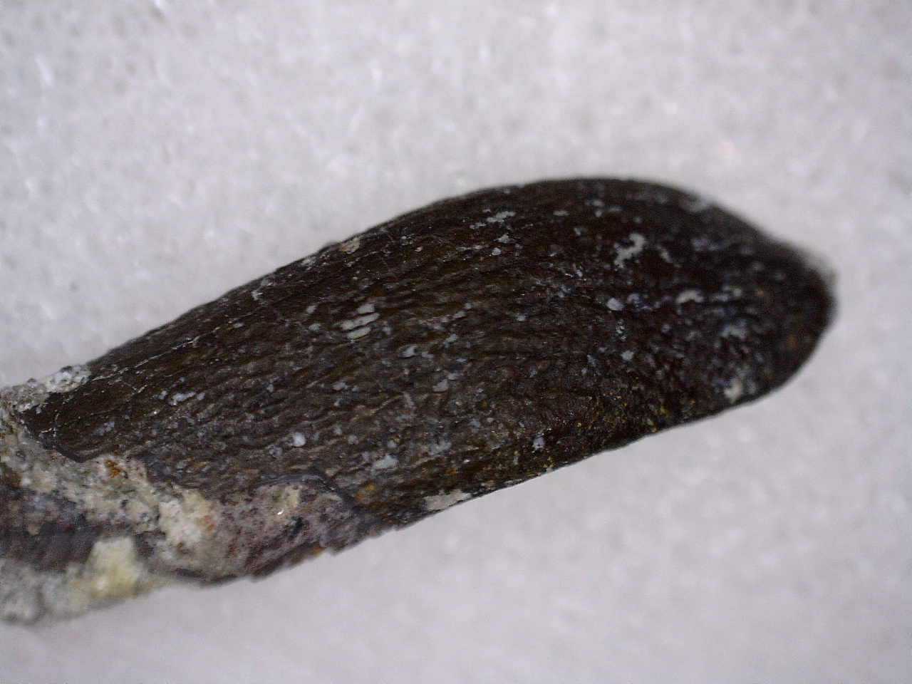 Baby Diplodocus Tooth - Member Collections - The Fossil Forum